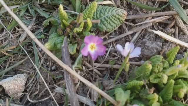 Городской подшефный цветник 24.03.25: подснежник, морозник, иридодиктиум, брандушка, мускари, злаки