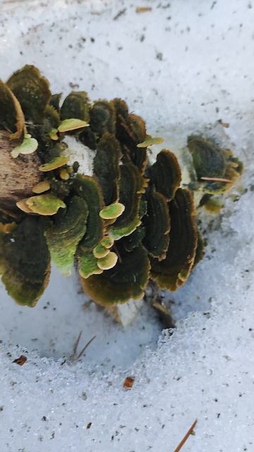 Что за гриб? Кто знает? Март в лесу