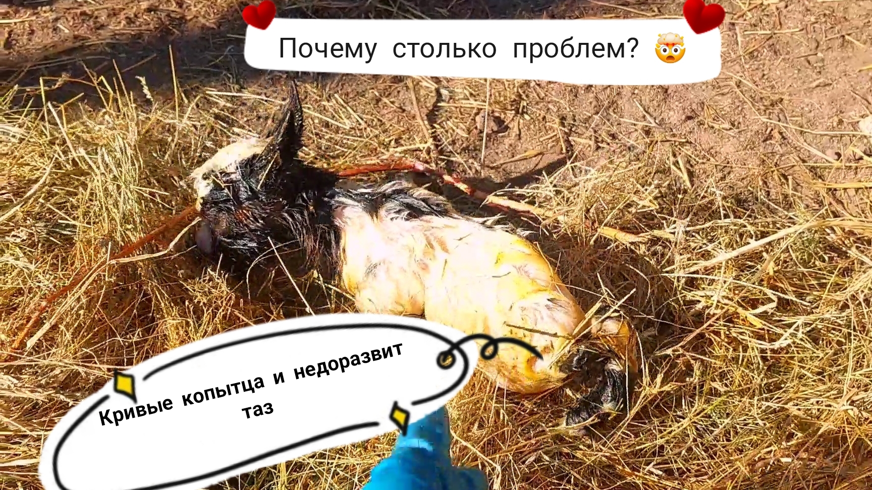 Теперь ВСЕ ПОНЯТНО! Мартовские ОКОЗЫ 🐐 камерунских коз.