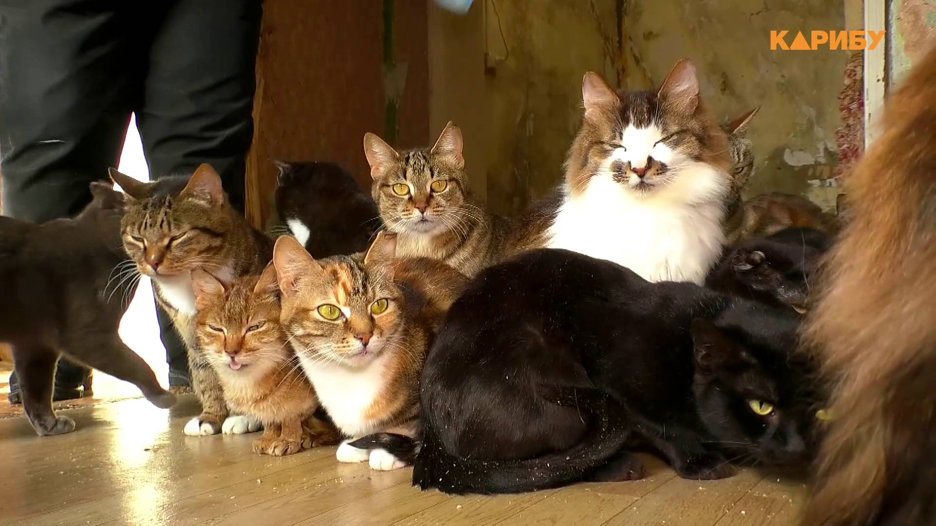 Омсукчанскому кошачьему приюту нужна помощь колымчан