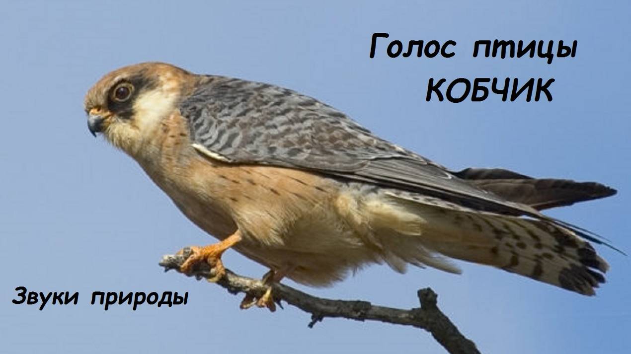 Голос птицы Кобчик. Звуки природы