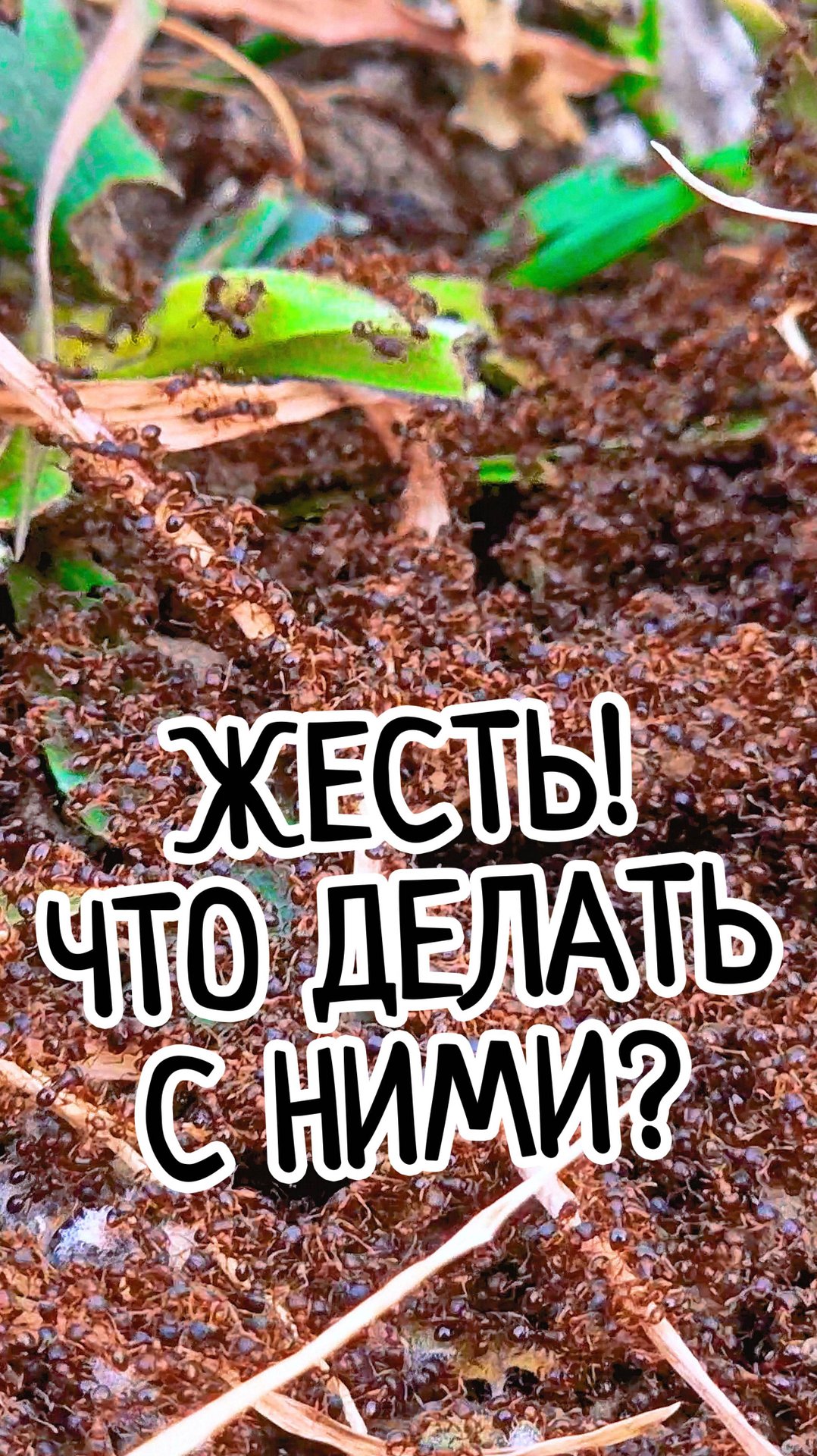 😱 ЖЕСТЬ. ЧТО С НИМИ ДЕЛАТЬ? Муравейник на участке! Как бороться с муравьями? #муравьи #вредители