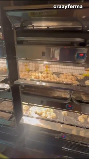 Профессиональная забота о птенцах! Брудер серии "Prof 100 "с электронным терморегулятором