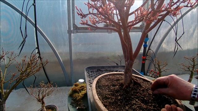 Бонсай открытая книга от А до Zють Корни обрезка весна 2025 год 46 часть