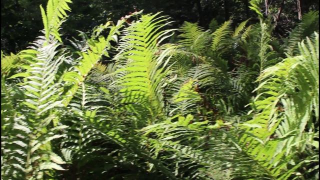 Сад бабочек 1. Изучаем бабочек с помощью почтовых марок.