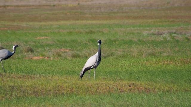 Цветущая степь весной полна жизни