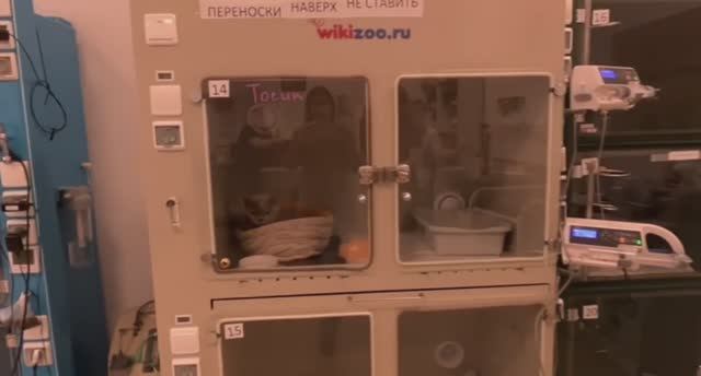 Диалоги о ветеринариии: WIKIZOO в ветеринарной клинике доктора Гиль