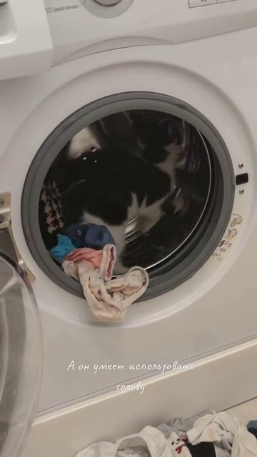 Кот в машинке