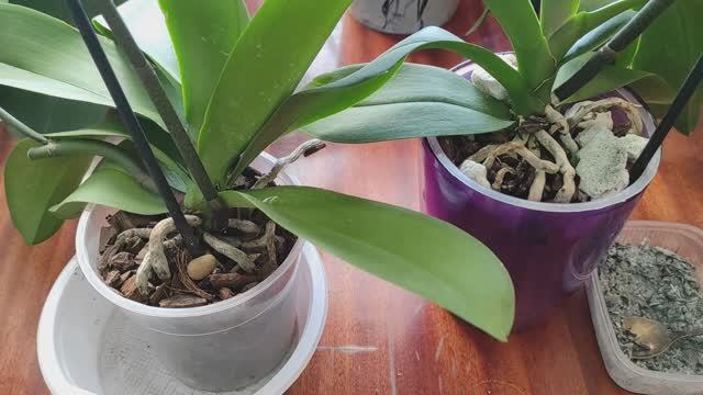 ЗОЛА для ОРХИДЕЙ. Удобрение для стимуляции цветения орхидей. #орхидеи #удобрение #зола #цветение