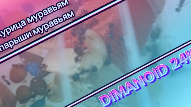 Курица муравьям / опарыши муравьям!!!