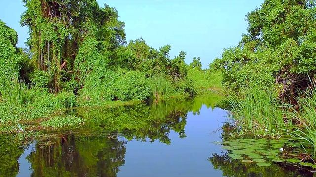 Каламетья. Национальный парк на Шри Ланке с множеством птиц.