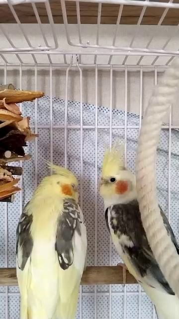 Попугаи слушают НТВ