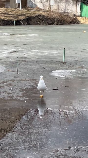 Когда ты  знаешь,что ты не просто белая ворона,а белая чайка!