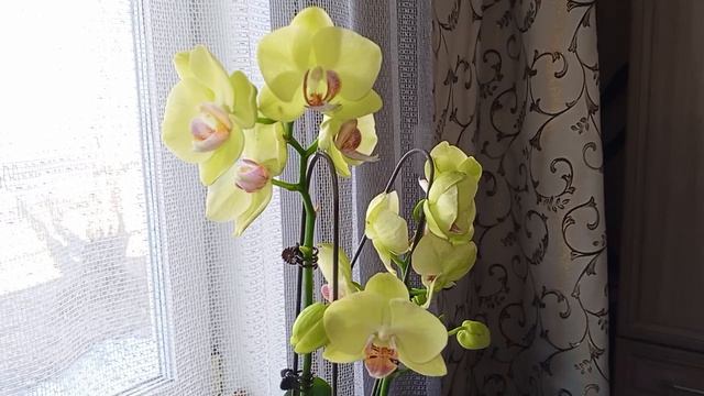 Мои зелёные новости 🪴🪴🪴