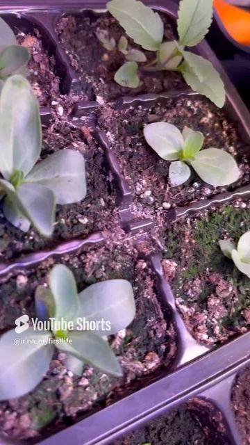 Эустома 2 месяца и 5 дней 💚Вывод этого года - сажать в ноябре, декабре #эустома #лизиантус