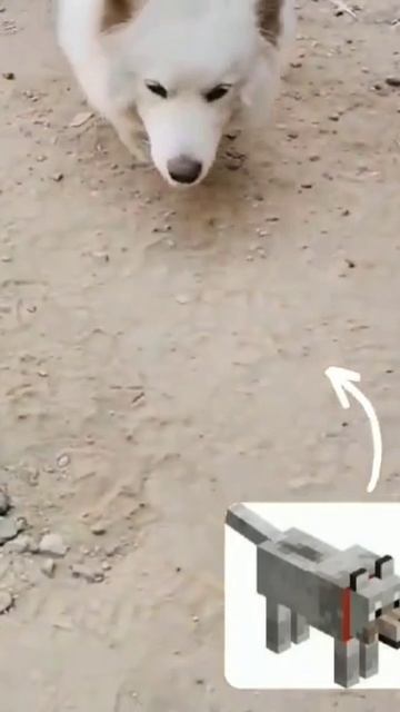 Пёс из майнккрафт