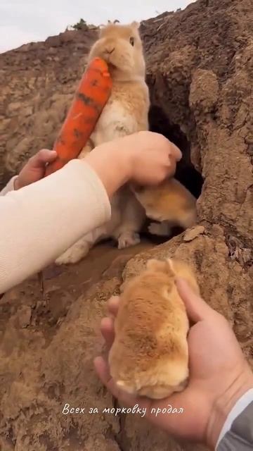 Продажный ушастый