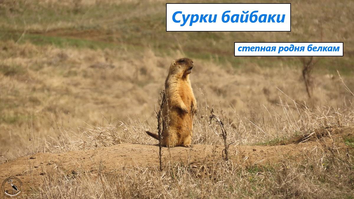Сурки байбаки еще худые после спячки. Степная родня белкам. 25.03.25
