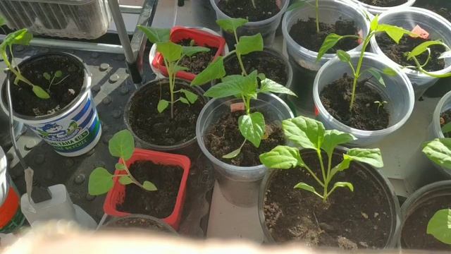 Огородные заросли на окошке