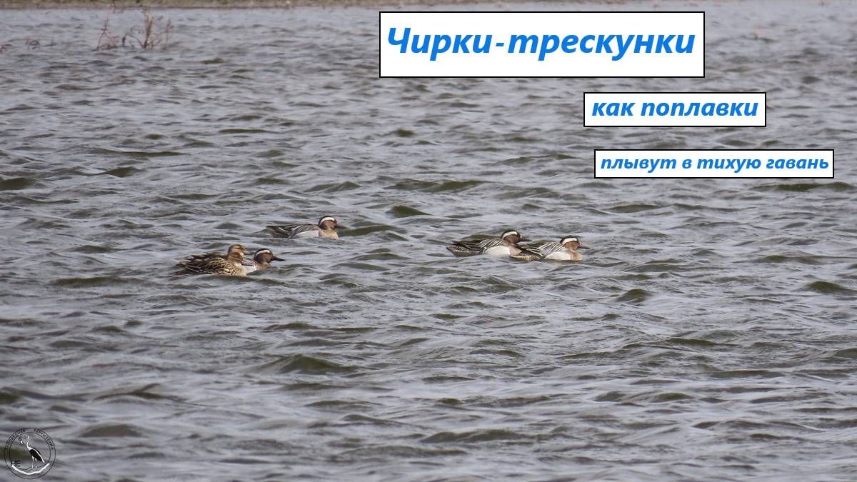 Чирки-трескунки - как поплавки. Ветер и волны, и птицы торопятся уплыть в тихое место. 25.03.25