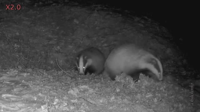 ГОРОД БАРСУКОВ часть 2