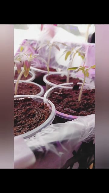 Рассада томатов☘️