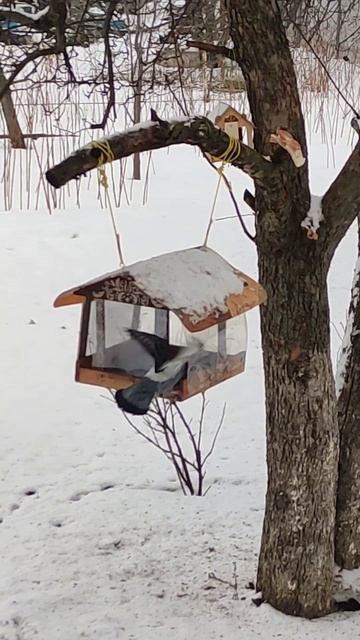 Голубь на крыше. Голуби прилетели на кормушку к синицам. Птицы зимой.