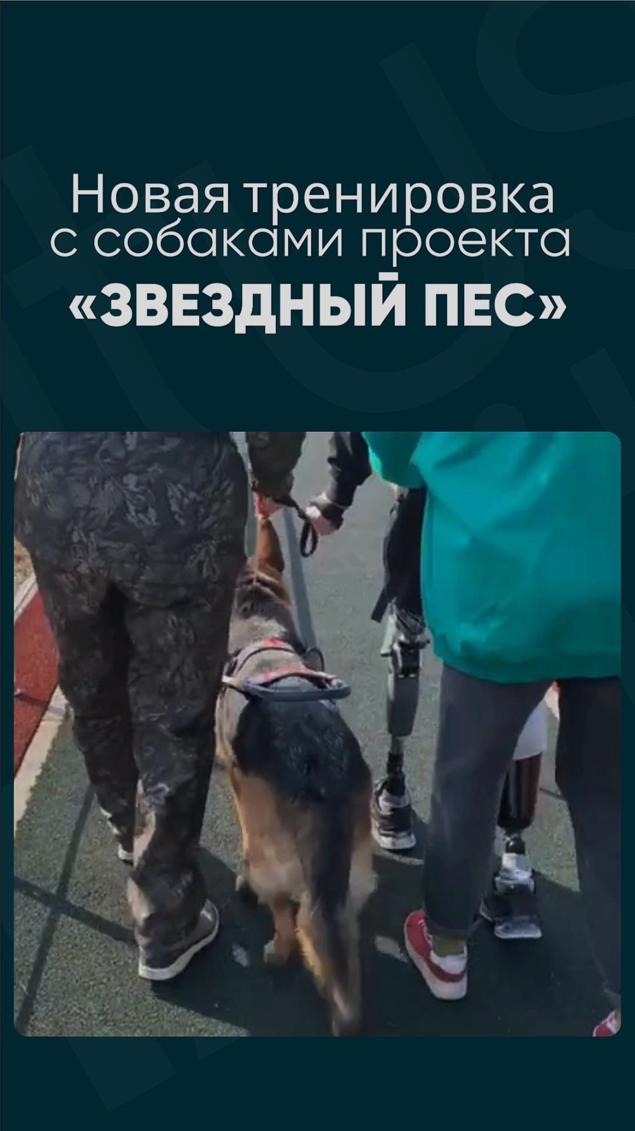 «Звездный пес в помощь людям»