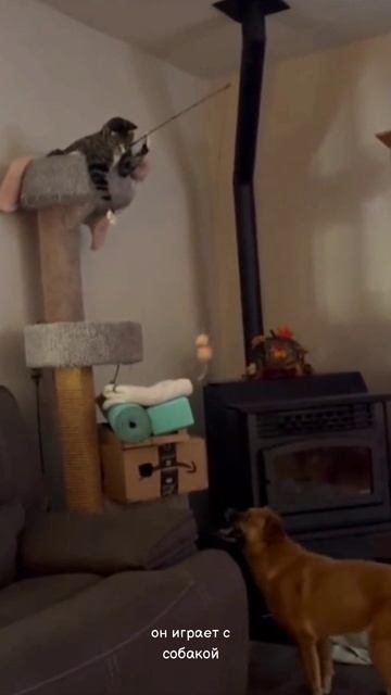 Кот играет с псом
