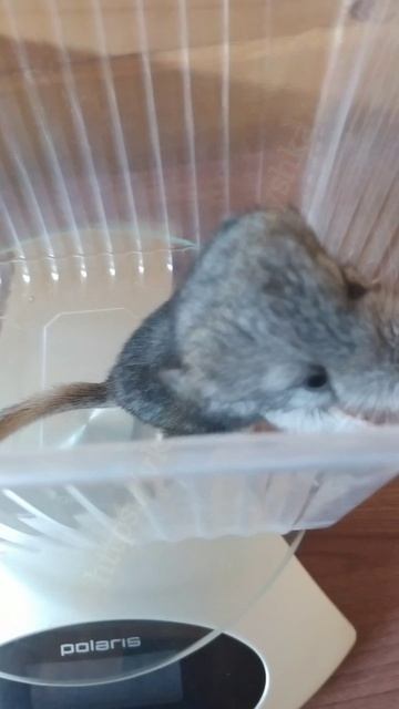 ВНИМАНИЕ: ВАЖНЫЙ КОНТРОЛЬ ВЕСА|ШИНШИЛЛЫ 4 ДНЯ ОТ РОЖДЕНИЯ