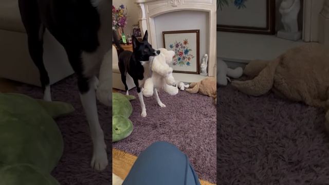 песик переживает, видя погоню на экране