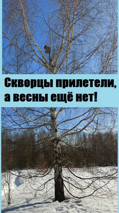 Прилетели СКВОРЦЫ, а у нас еще сугробы и морозы по ночам!