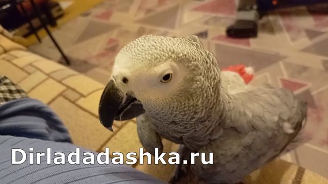 Когда хозяин прилёг отдохнуть - попугай начинает приставать