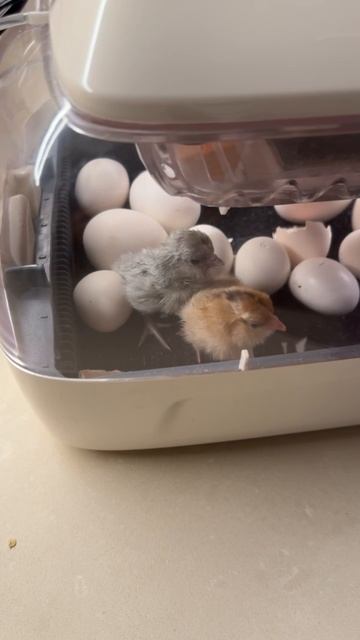 Цыпочки)) Милоты вам в ленту 😍