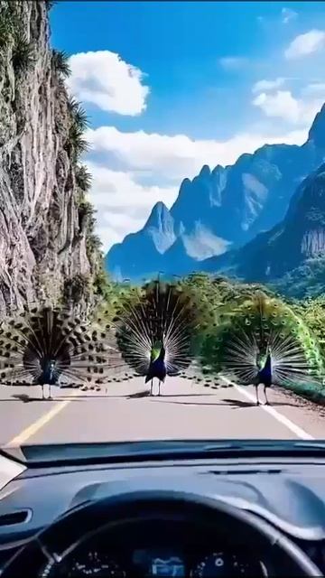 Животные спасают людей.  Интересные факты