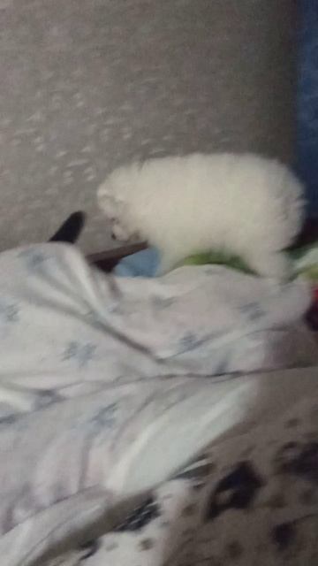 Маленький защитник.