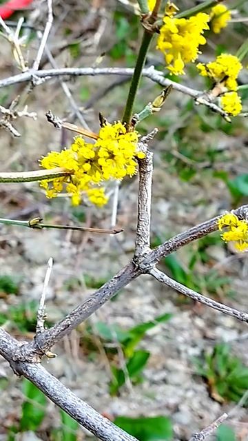 А так цветёт кизил. Самое раннее плодовое дерево.