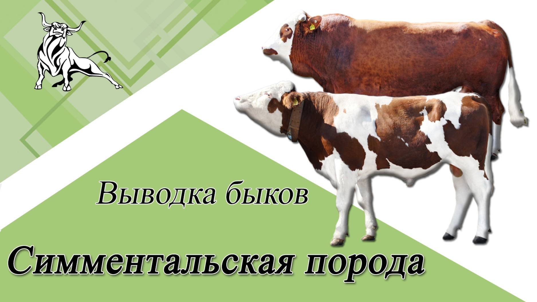 Выводка быков. Симментальская порода