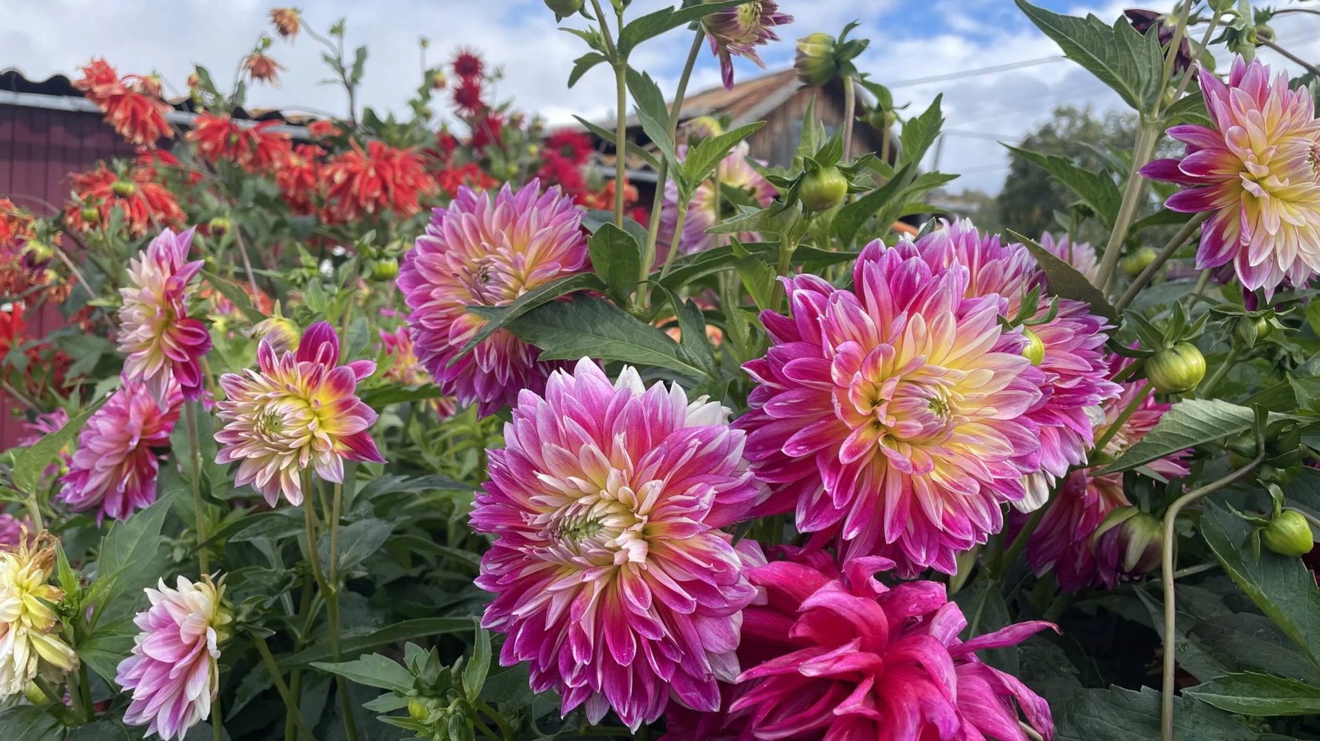 Делим многолетние Георгины и помещаем каждую делёнку в отдельную тару.