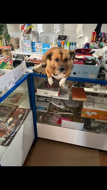 Когда не хватает продавцов-продавец на пол-ставки🤣