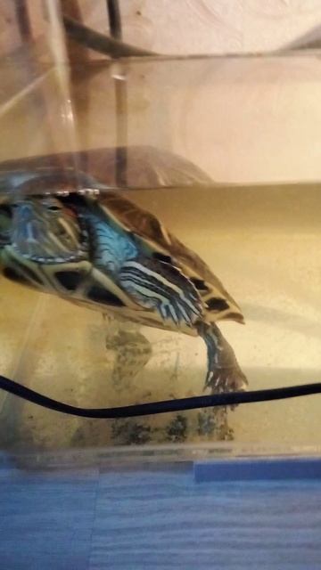 черепахи снимают панцирь???😮😮