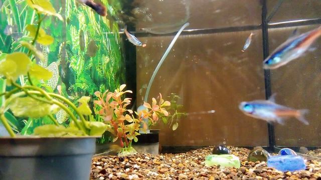 аквариум с неонами и гуппи 2 часть