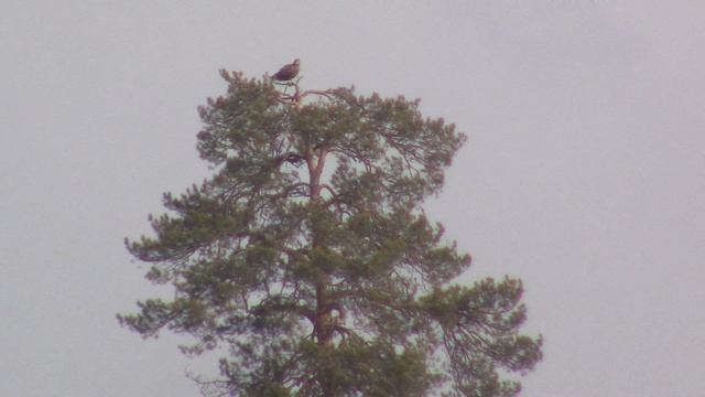 16.03.2025.Орлан-белохвост.Заповедник Большая Кокшага.Приземлился на сосну рядом с оз.Шушер