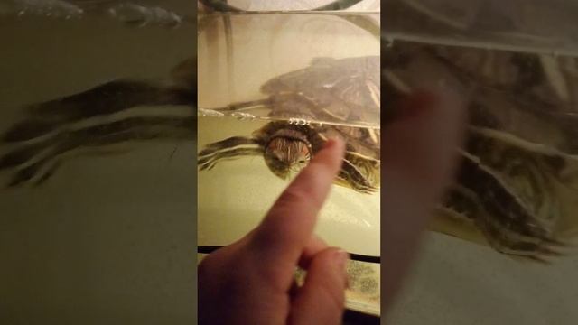 красноухая черепаха Семён фильм