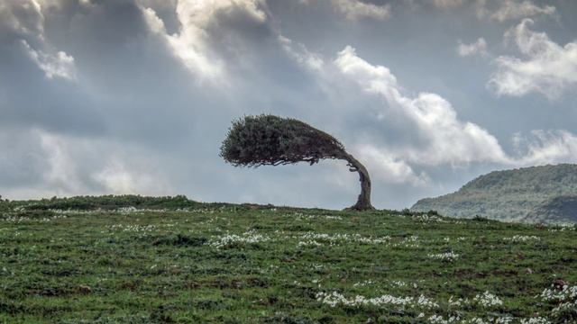 Молодые ветра