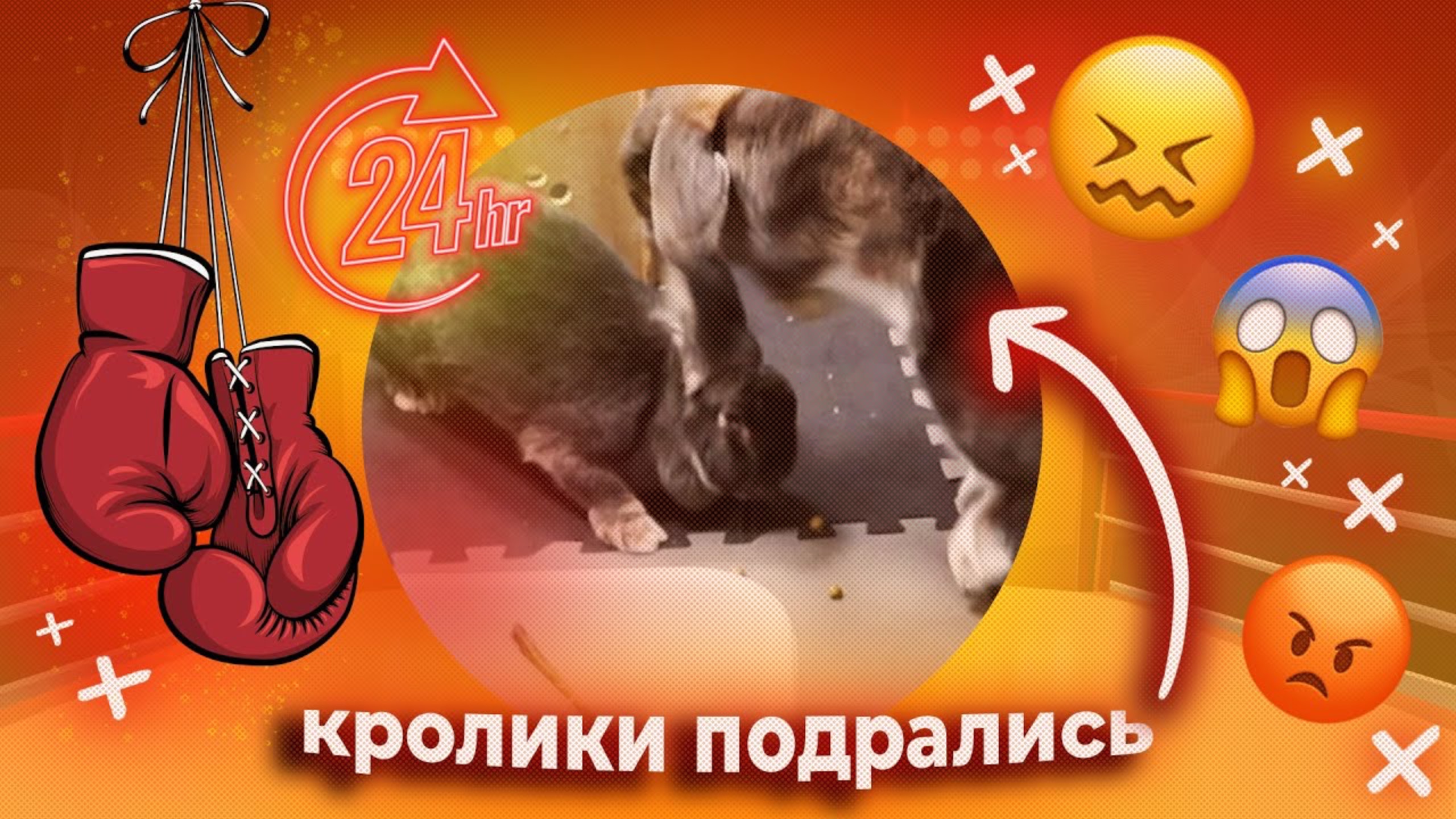 24 часа С КРОЛИКАМИ / ДРАКИ, ПОБЕГ ИЗ КРОЛЬЧАТНИКА/ знакомство кроликов