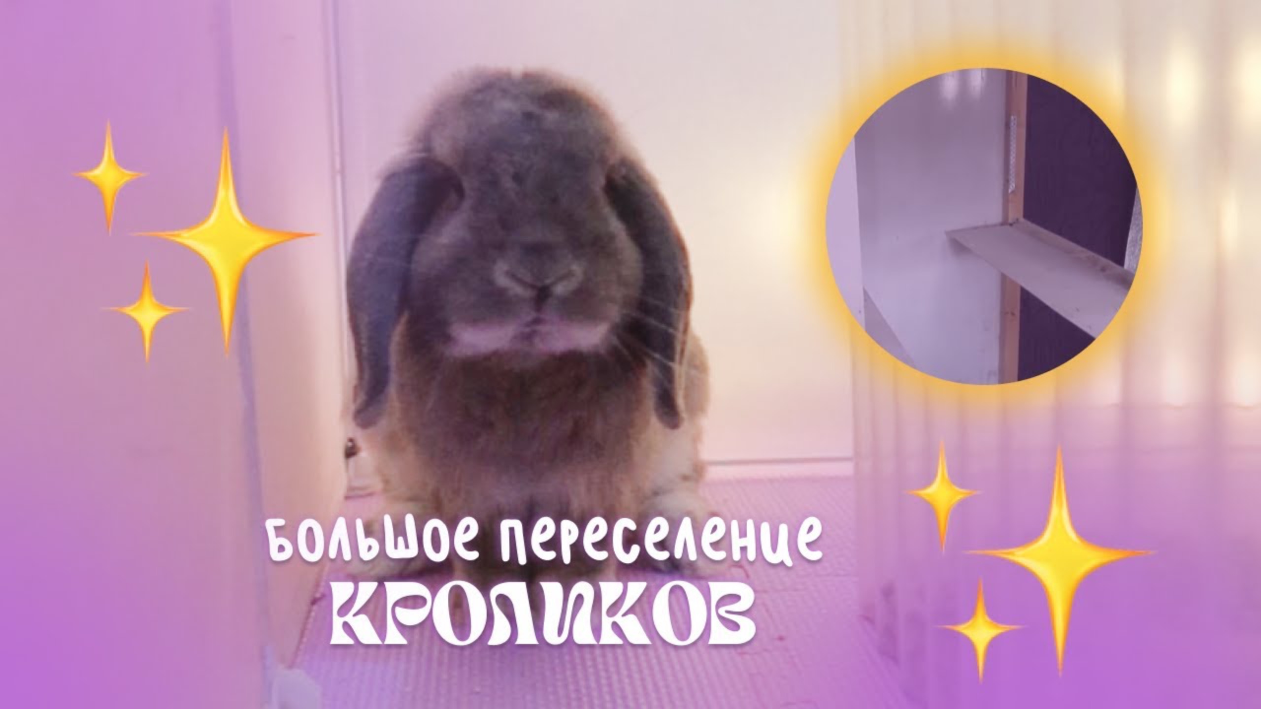 ВОЛЬЕР ДЛЯ КРОЛИКОВ / ЧТО СО СТАРЫМ крольчатником? / переселение декоративных кроликов/