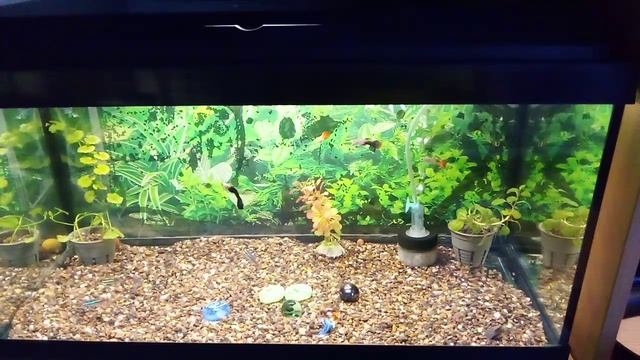 наблюдение за моим аквариумом 15 секунд