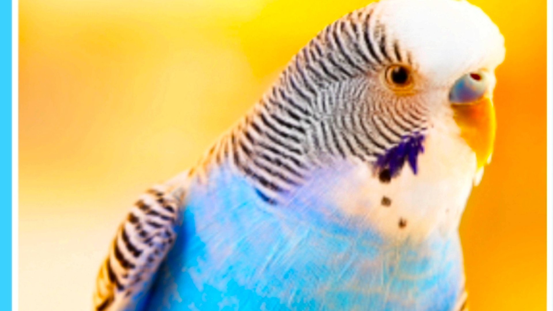 Учим названия Птиц и их голоса / Развивающий мультфильм для самых маленьких детей