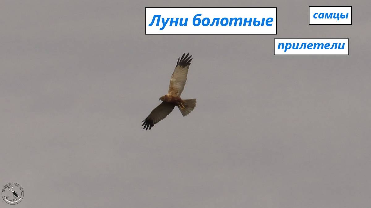 Луни болотные. Самцы. Полёты за добычей вскоре после прилёта с зимовки. 25.03.25
